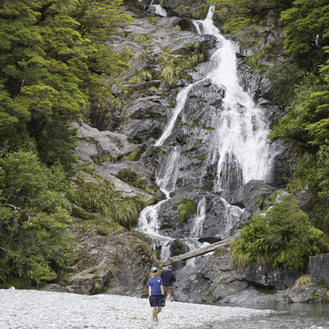 ICROA | MyNativeForest